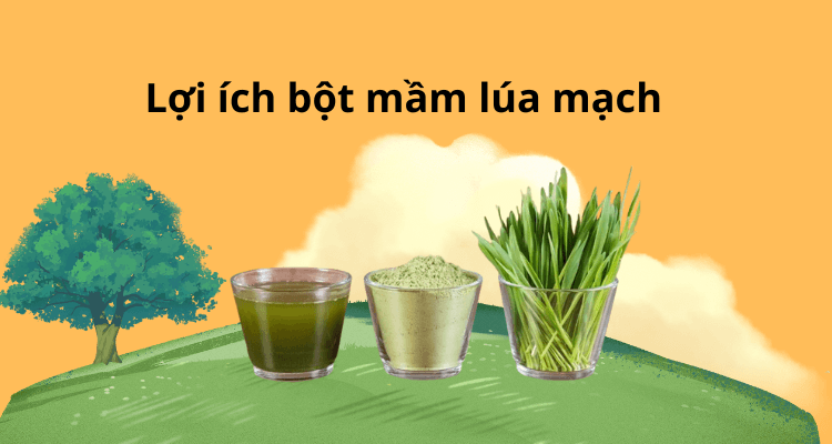 9 Lợi ích bột mầm lúa mạch và top bột mầm lúa mạch bán chạy nhất